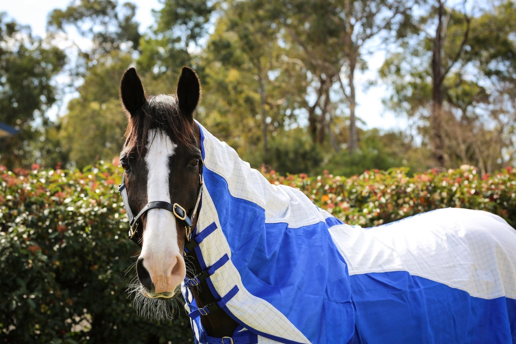 Eurohunter Summer Horse Rug Guide – Saddleworld Dural