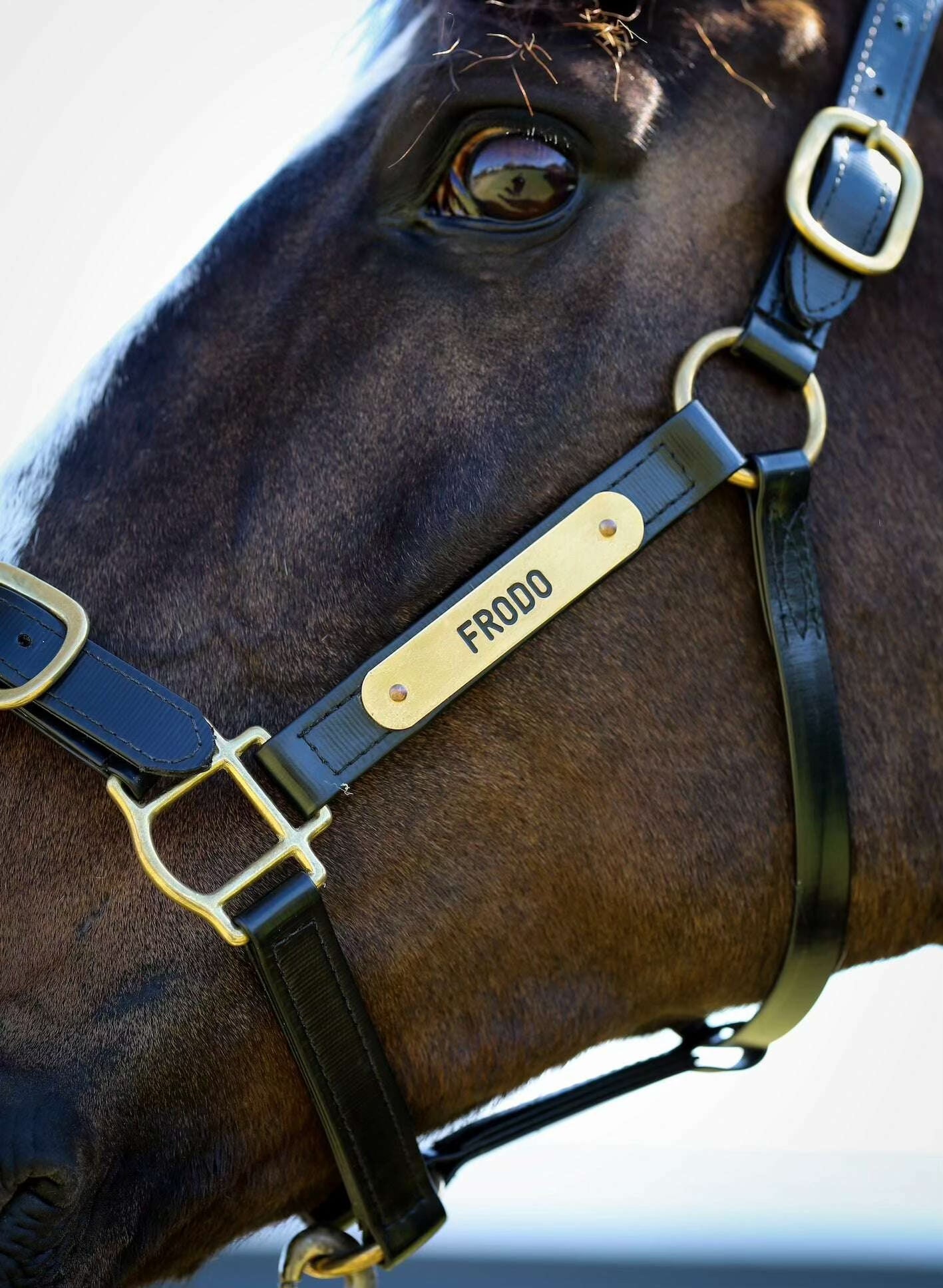 Brass Name Plate - Halter – Saddleworld Dural