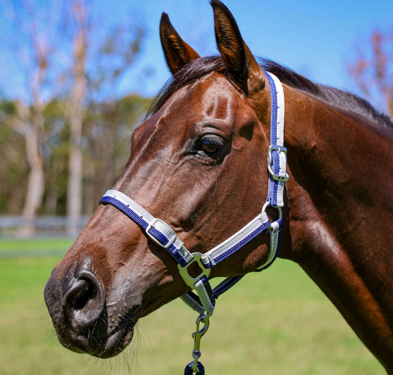 Zilco Sparkle Foal Halter – Saddleworld Dural