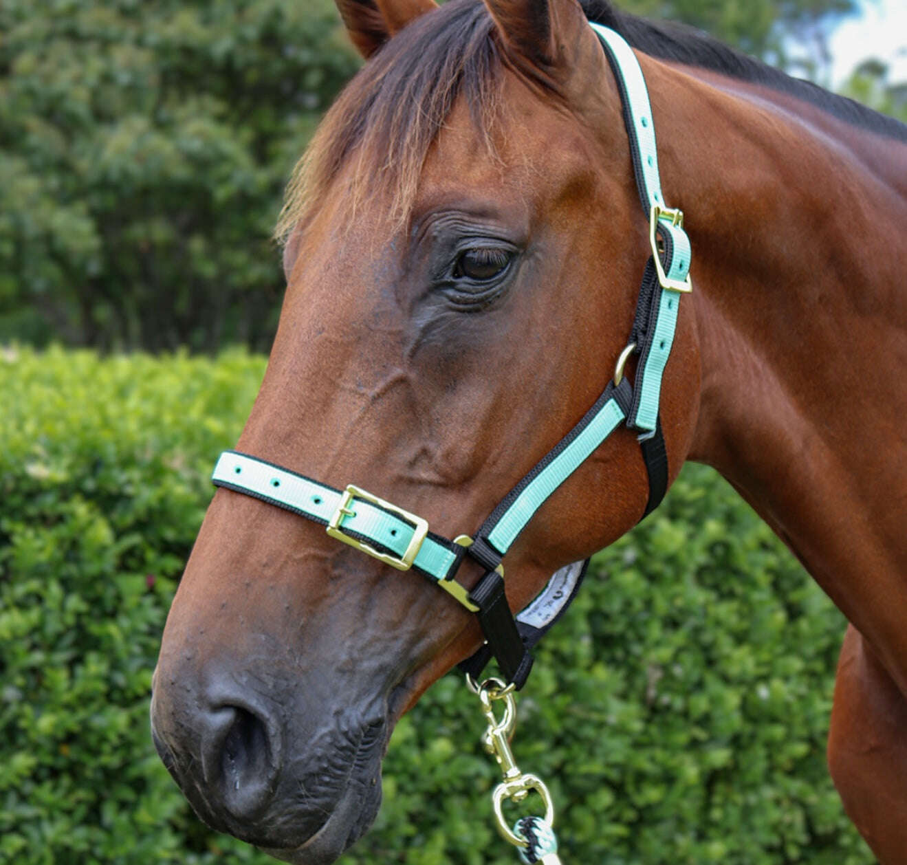 Zilco Overlay Halter – Saddleworld Dural