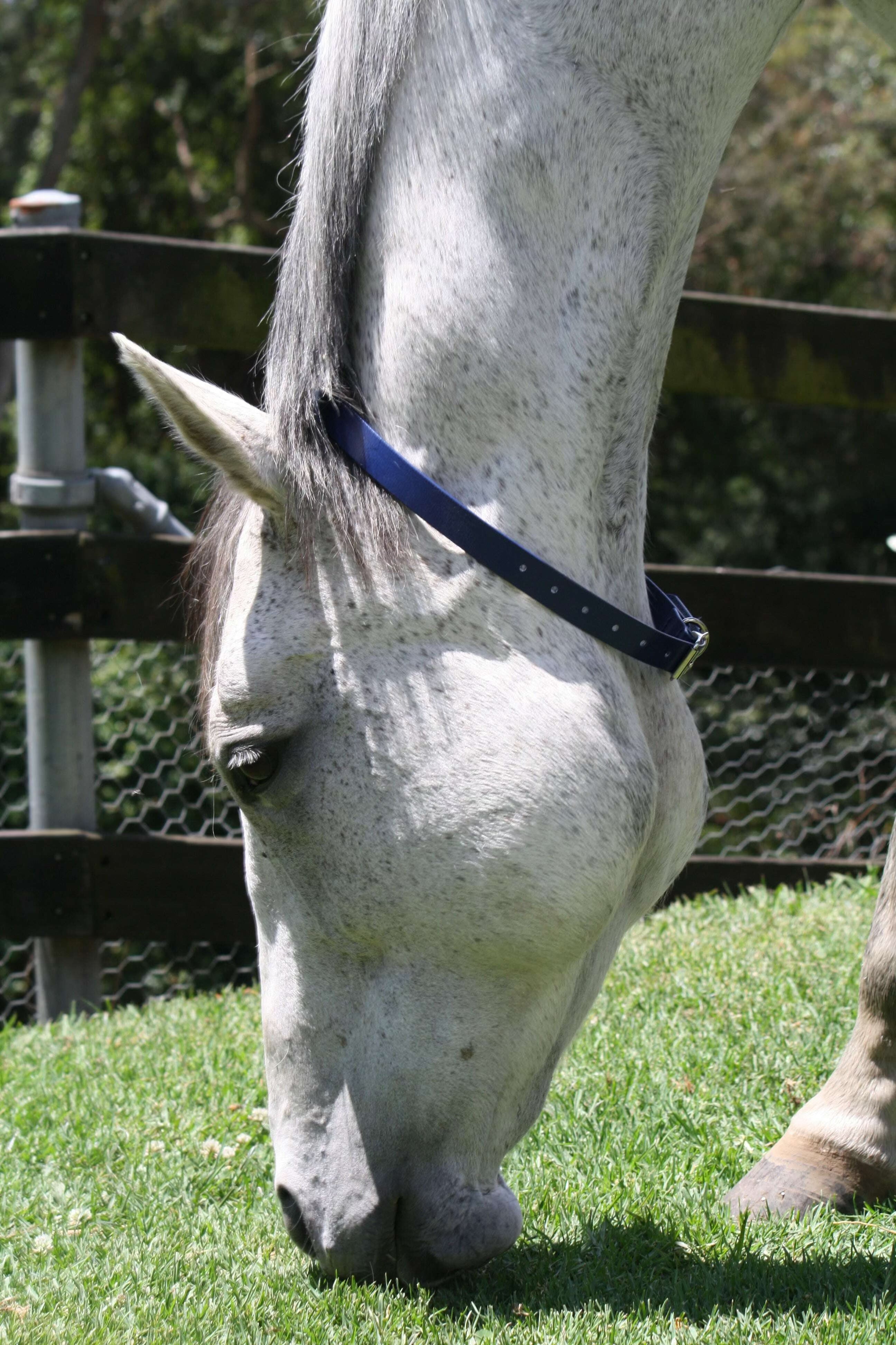 Mare ID Collars – Saddleworld Dural