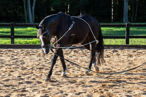 Pessoa Training Aid – Saddleworld Dural