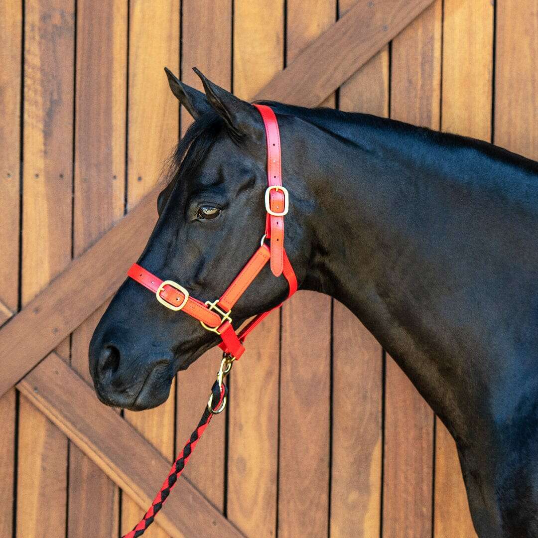 PVC Halter – Saddleworld Dural