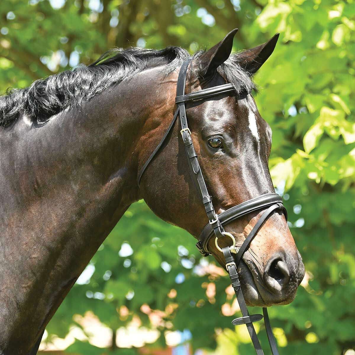 Eurohunter Dressage Snaffle – Saddleworld Dural