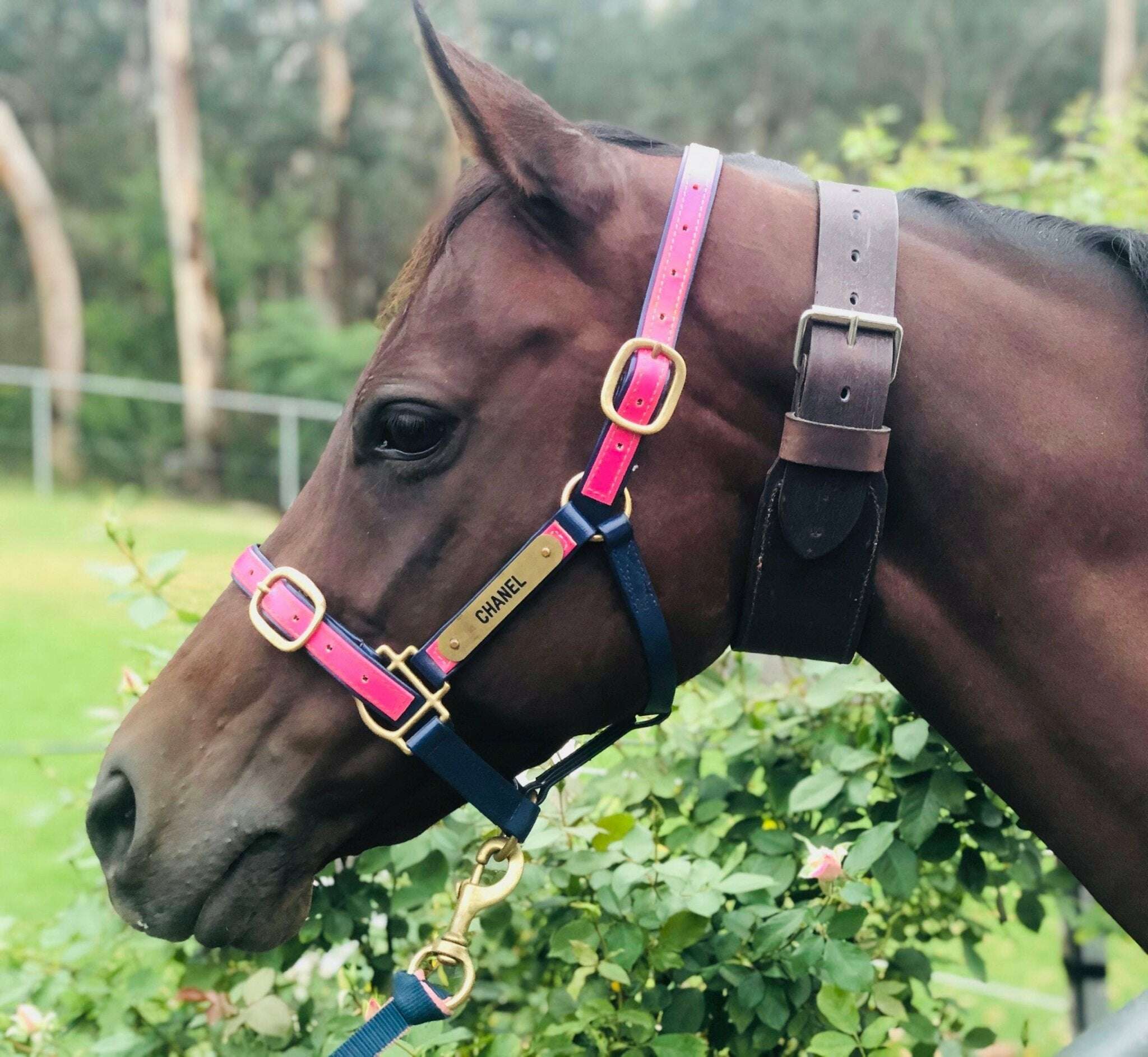 Wind Sucking Collar – Saddleworld Dural
