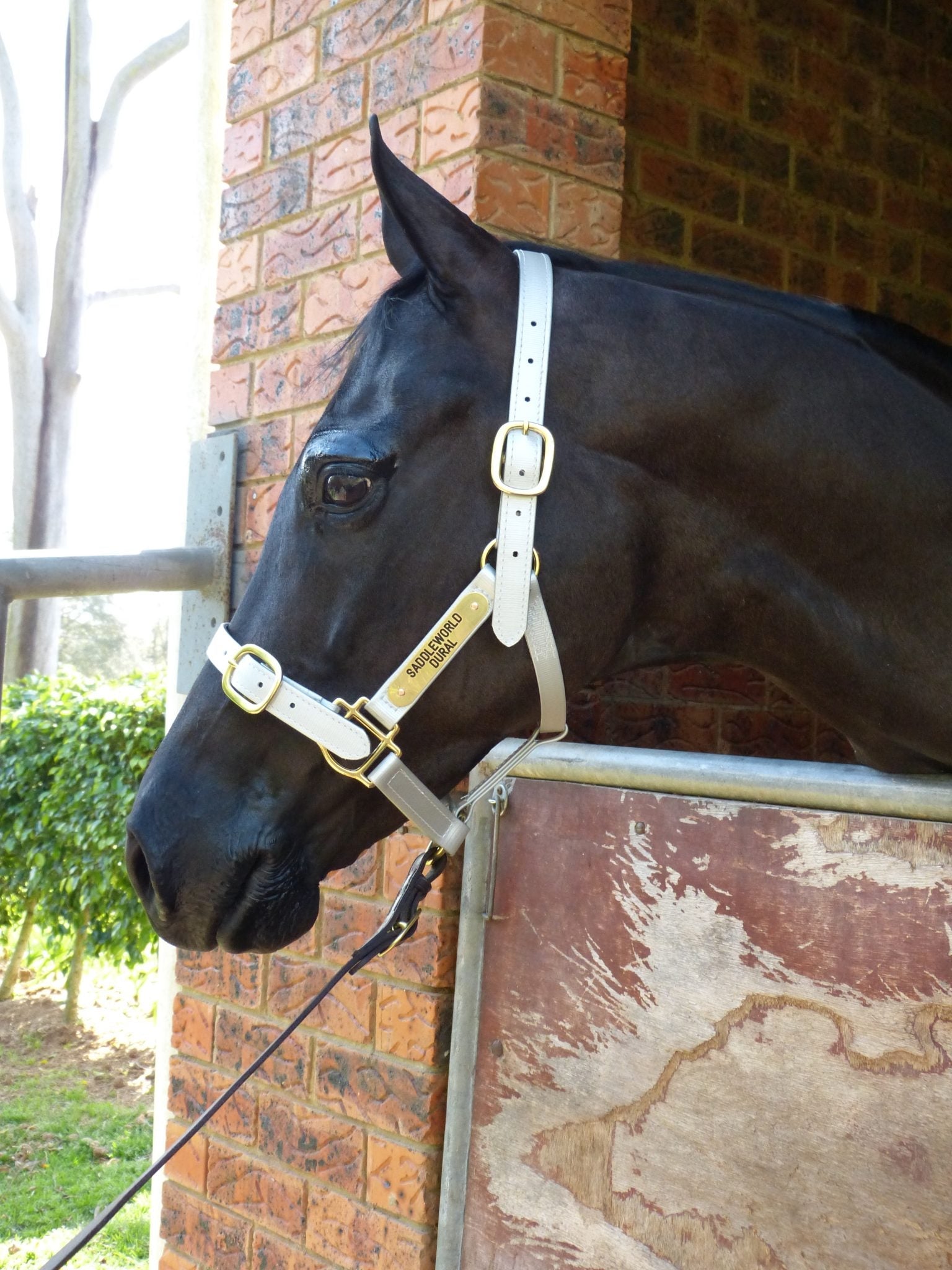 PVC Halter – Saddleworld Dural
