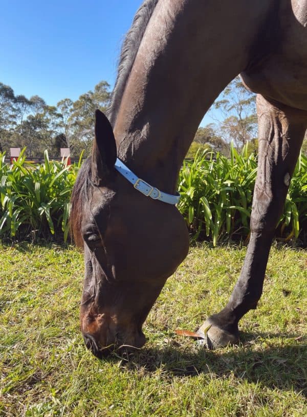 Mare ID Collars – Saddleworld Dural